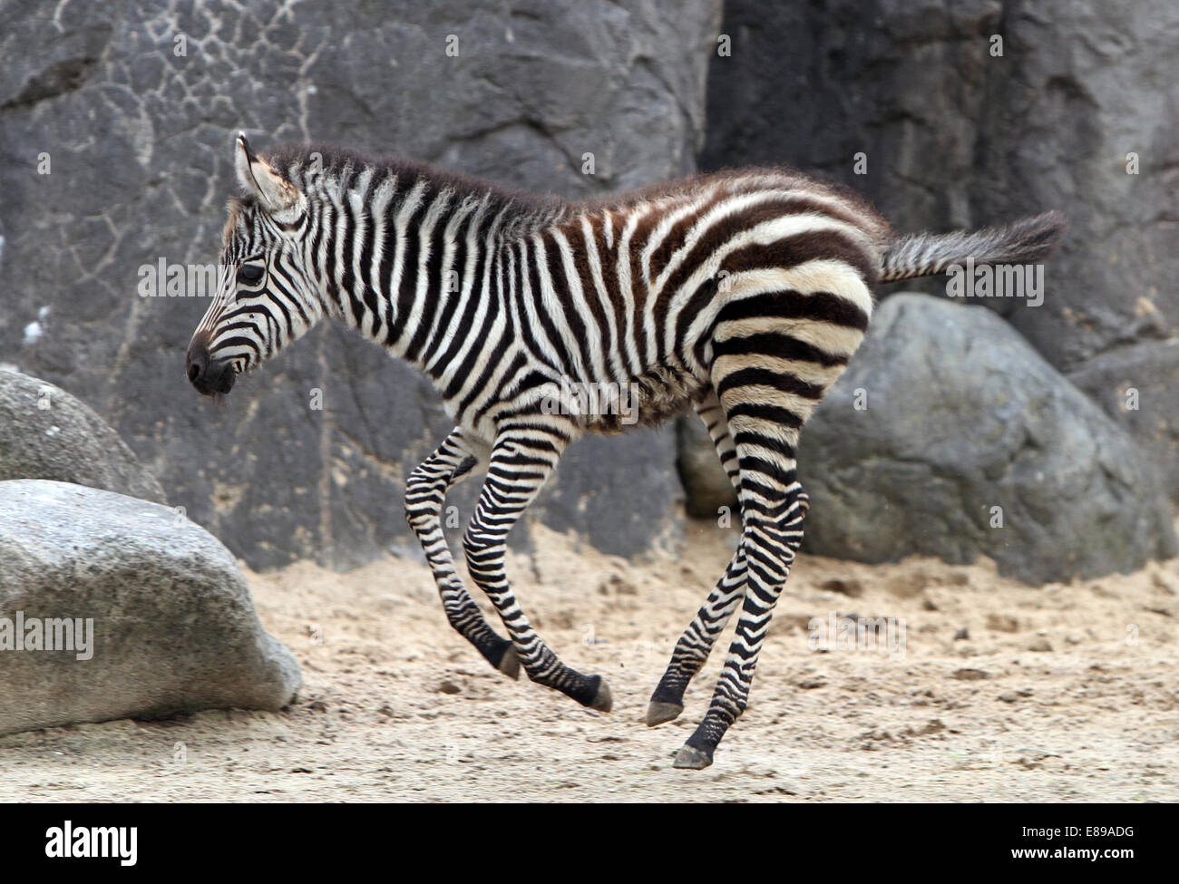 Zebra Galloping High Resolution Stock Photography and Images - Alamy
