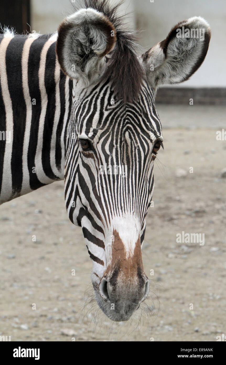 Hamburg, Germany, Grevy's zebra Stock Photo - Alamy