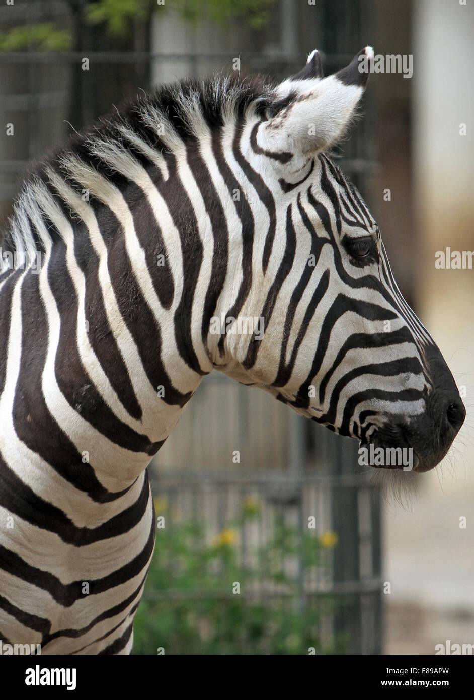 Hamburg, Germany, Boehm's Zebra Stock Photo - Alamy