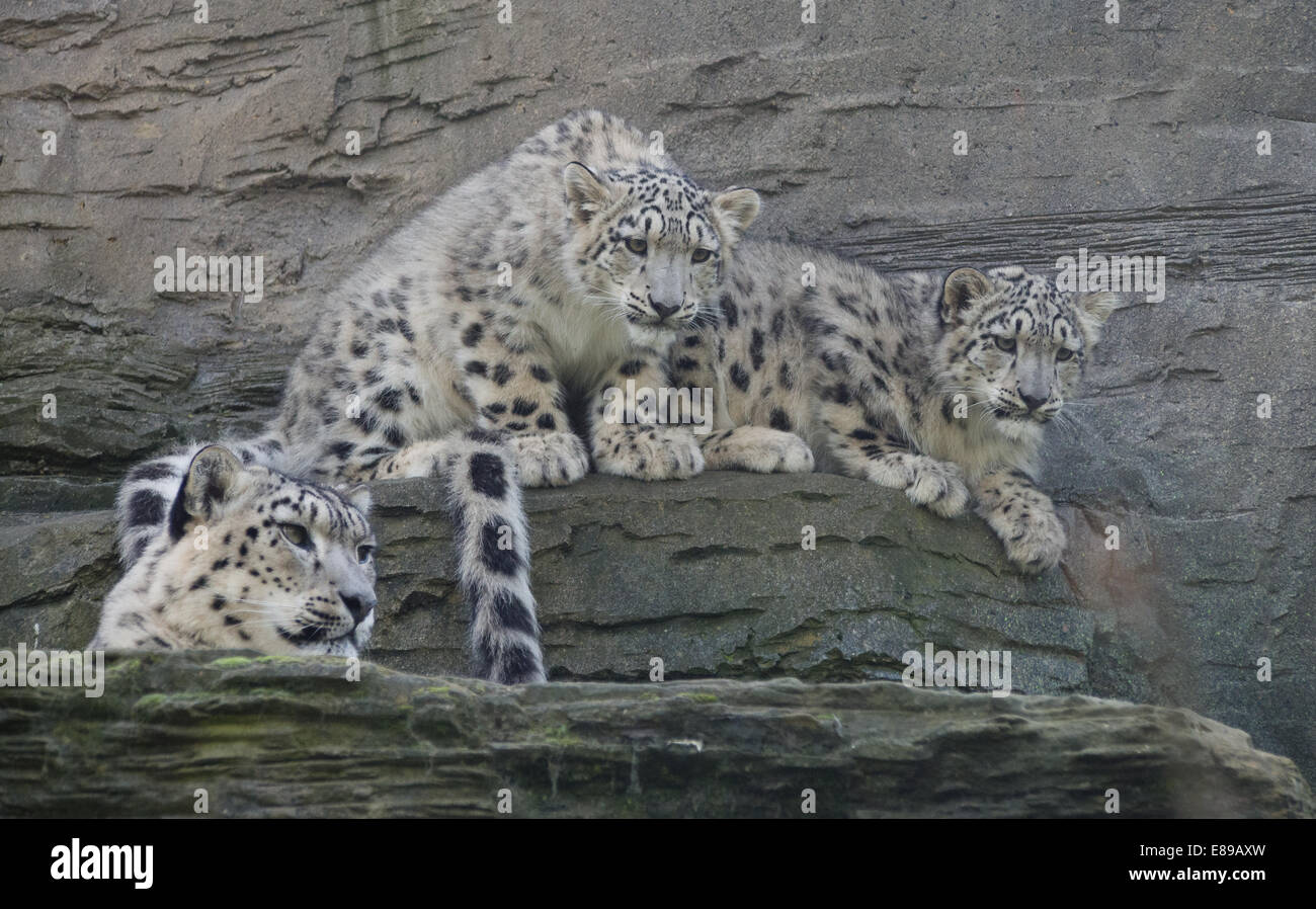 Snow leopard mother and cubs snow hi-res stock photography and images ...