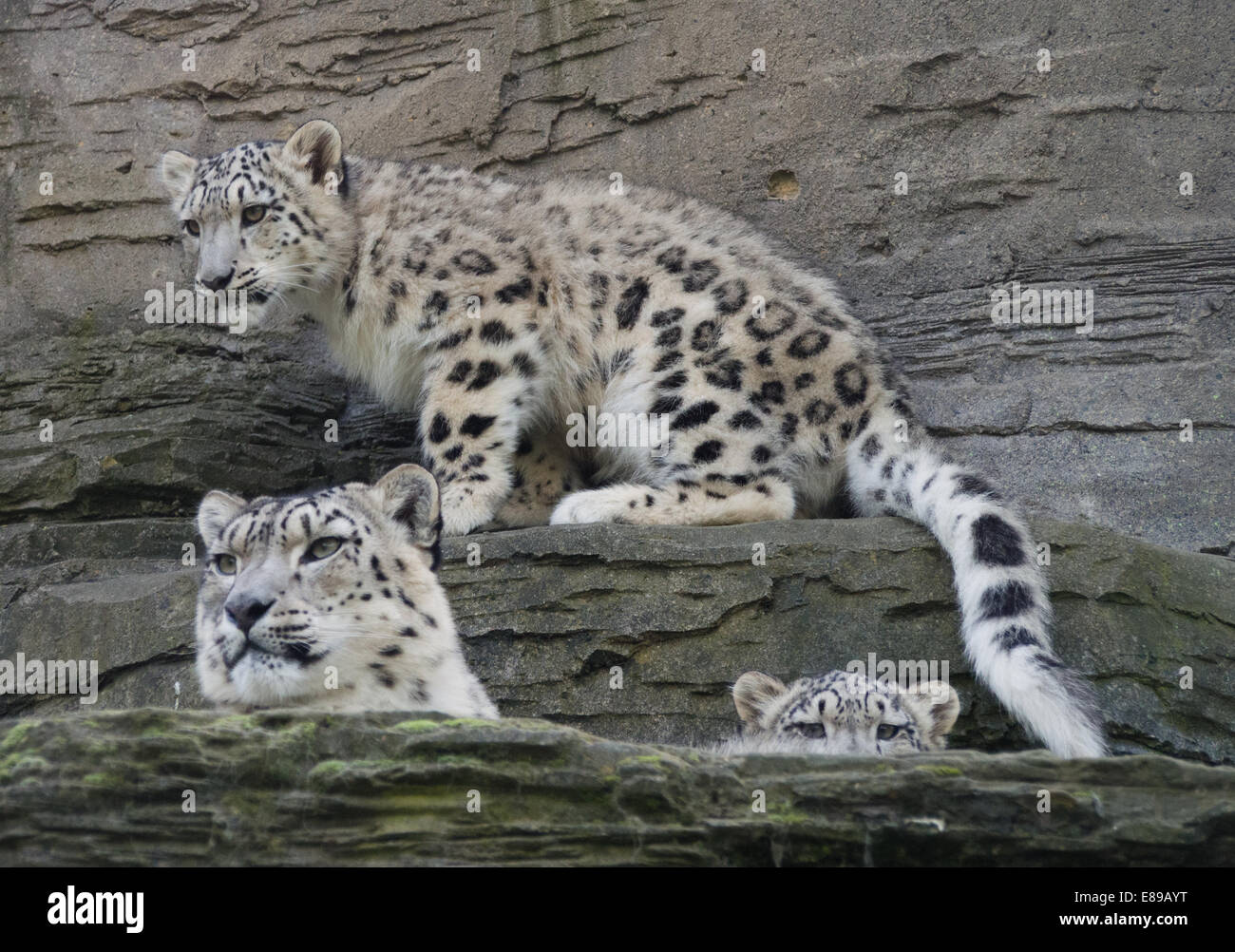 Snow leopards hi-res stock photography and images - Alamy