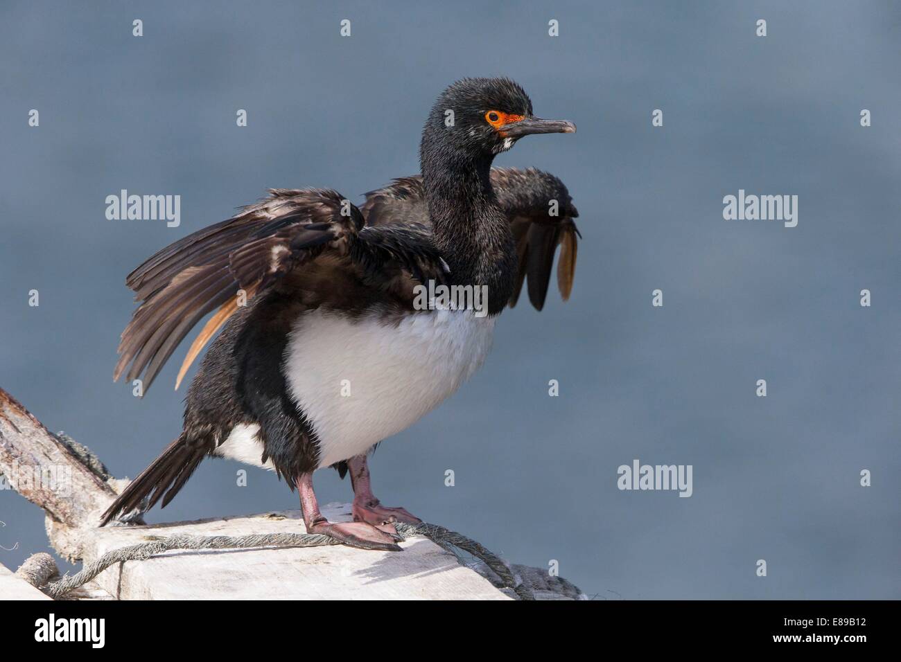 A Rock Cormorant or Rock Shag on a wooden jetty Stock Photo - Alamy