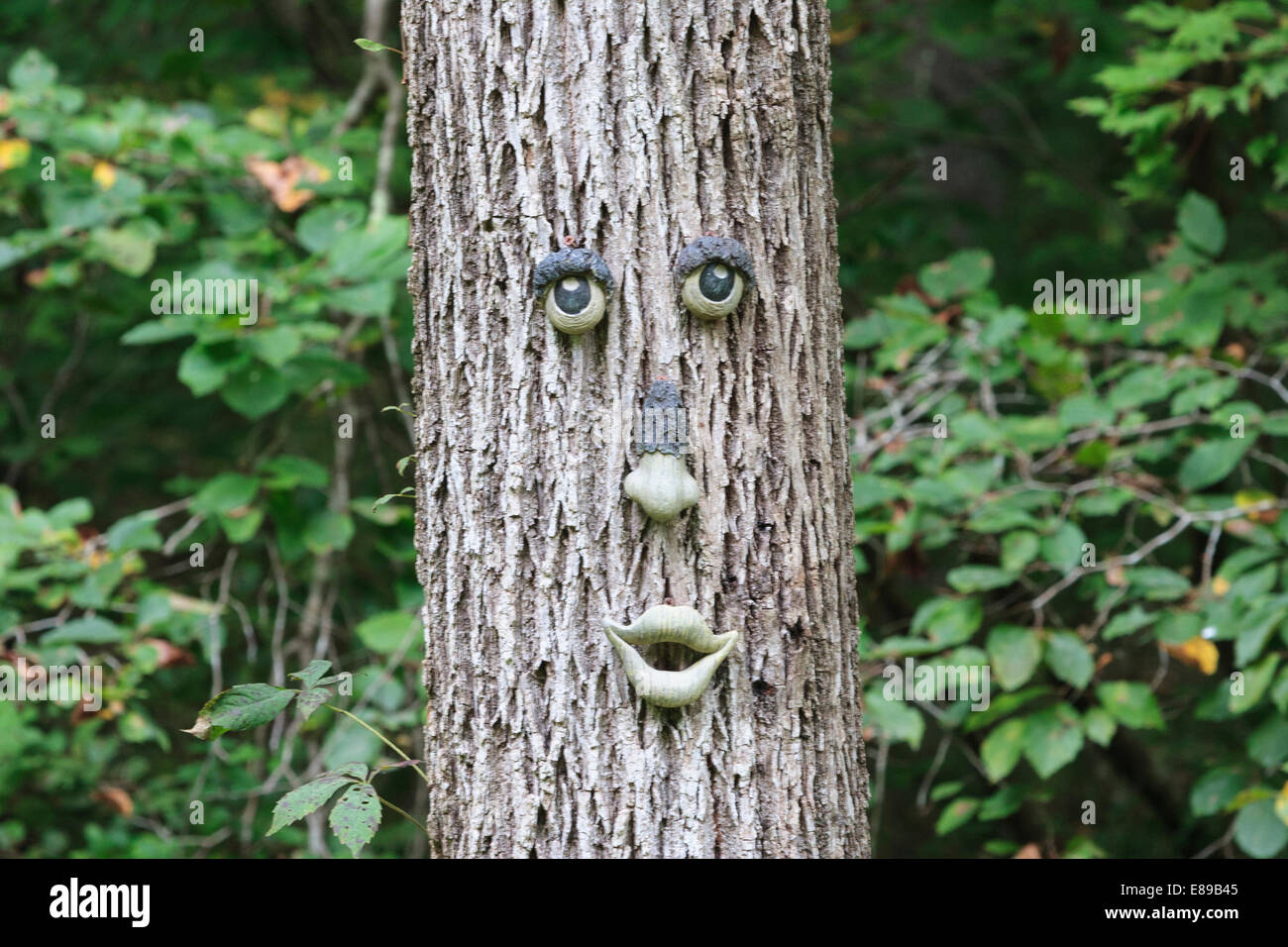 Facial features attached to tree trunk to appear like a human face ...