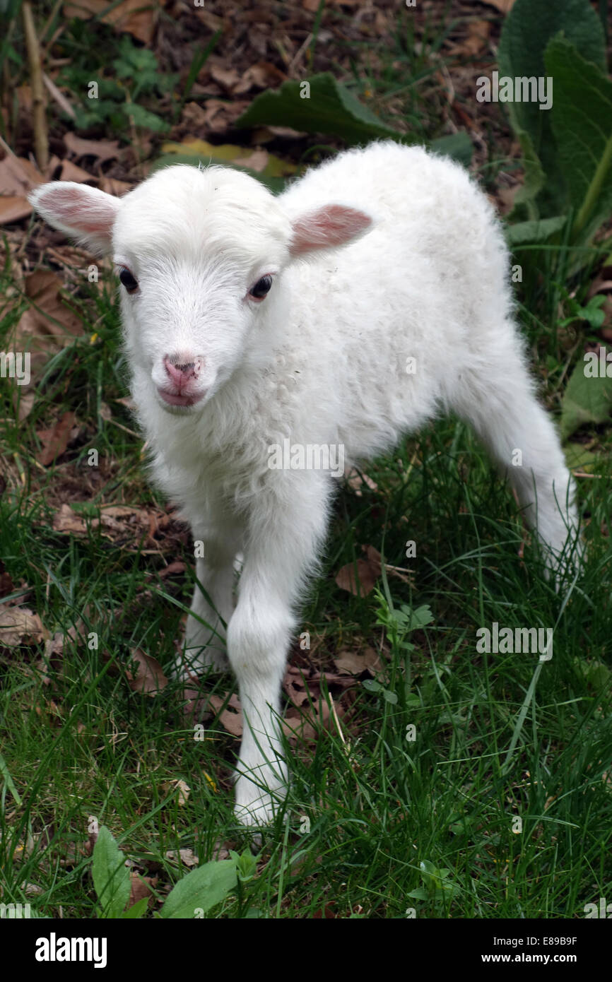 Berlin, Germany, lamb sheep breed Skudde Stock Photo - Alamy