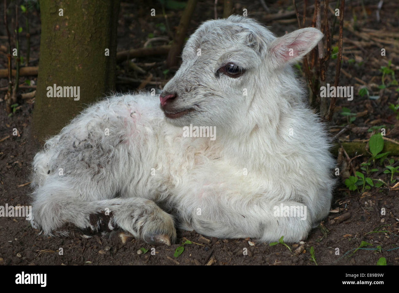 Berlin, Germany, lamb sheep breed Skudde Stock Photo - Alamy