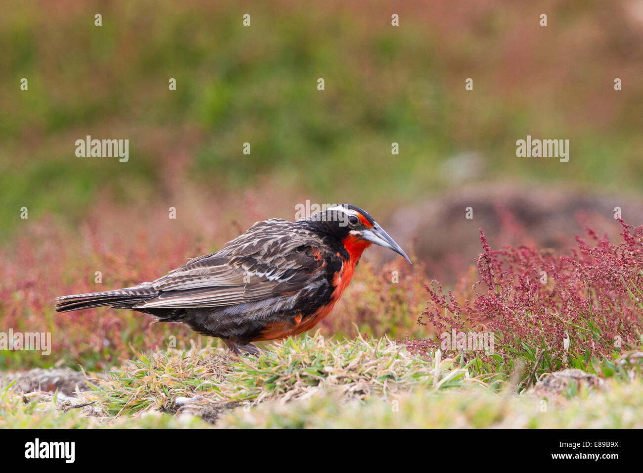 Military starling hi-res stock photography and images - Alamy