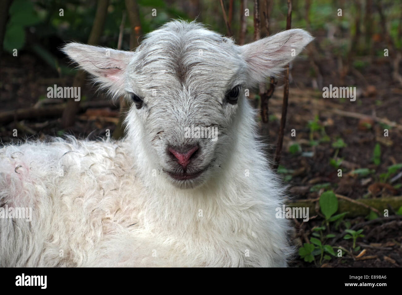 Berlin, Germany, lamb sheep breed Skudde Stock Photo - Alamy