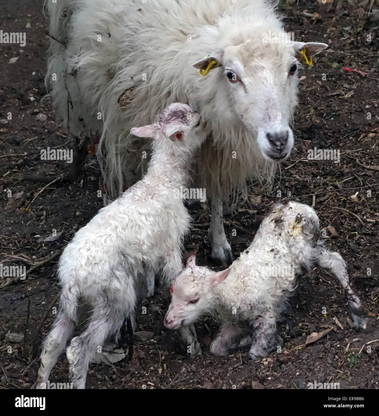 Female sheep with lambs hi-res stock photography and images - Alamy