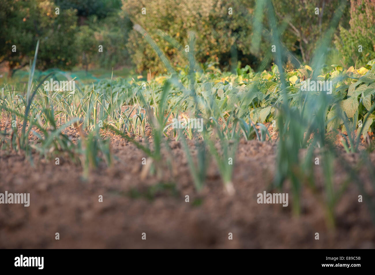 Row of newly growing vegetables at an allotment Stock Photo - Alamy