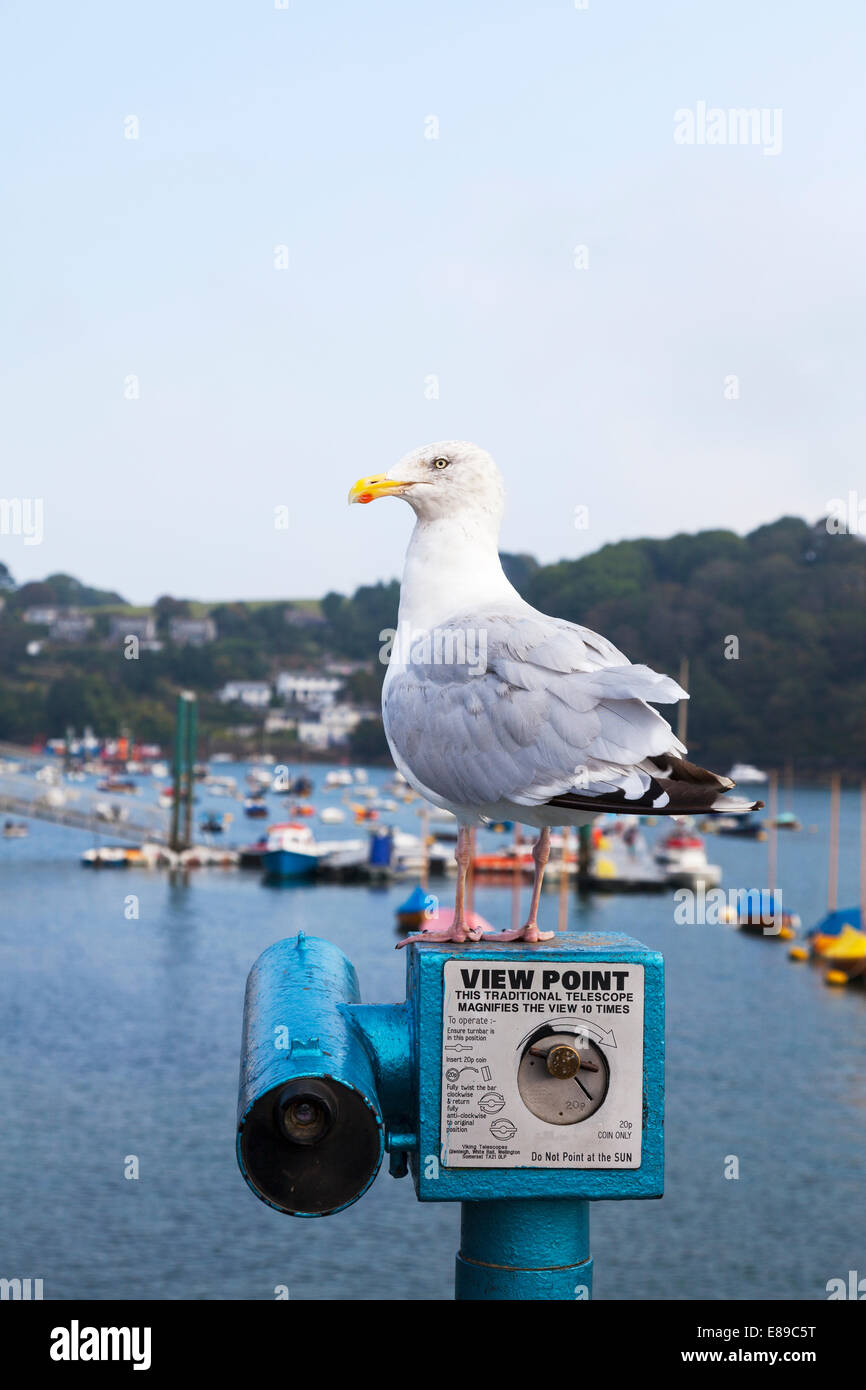 seagull stood on telescope view point overlooking Falmouth harbour ...