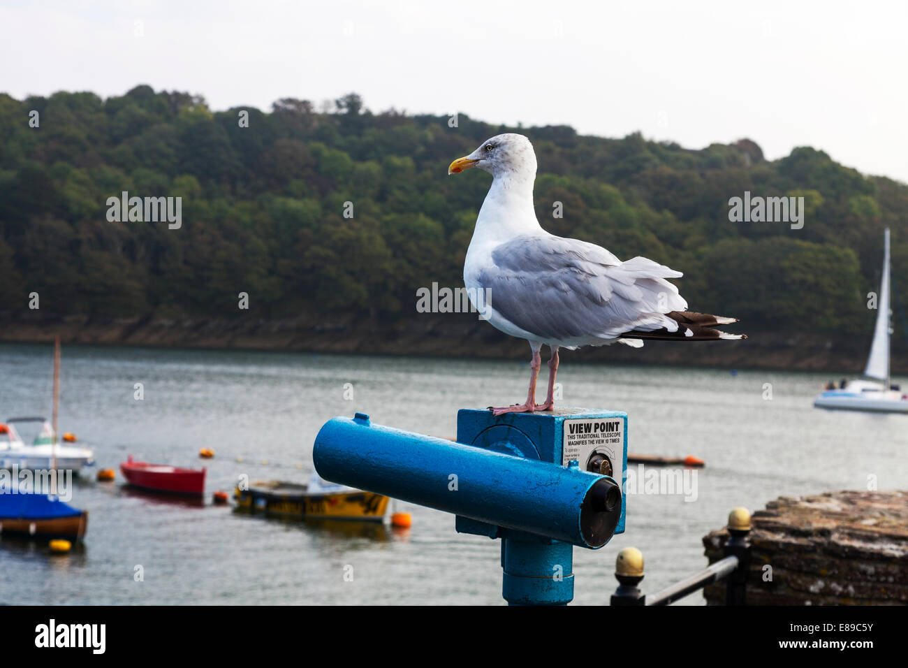 Bird menace hi-res stock photography and images - Alamy