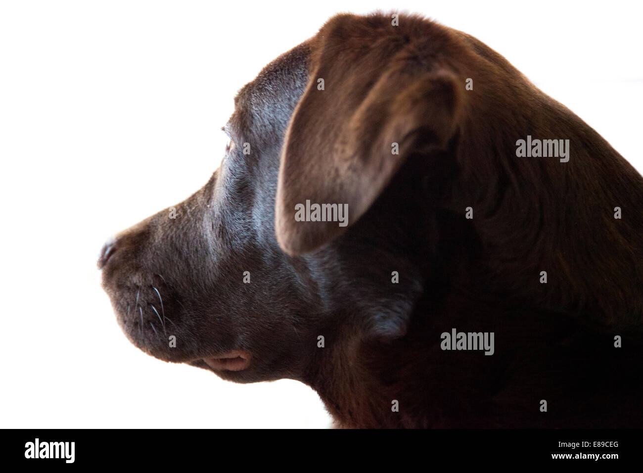 Chocolate Labrador Retriever adult female dog portrait Stock Photo - Alamy