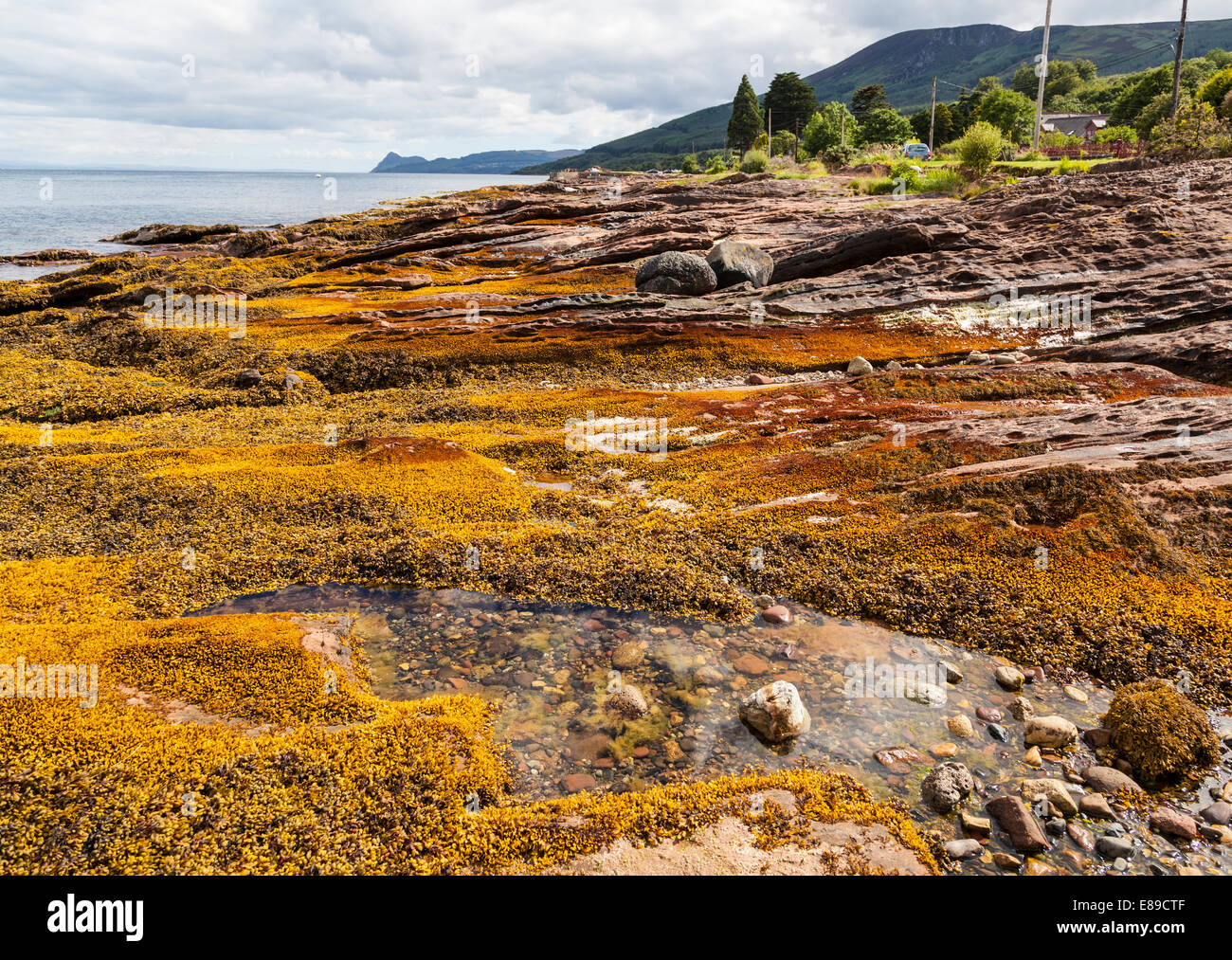 Slippery algae on rocks hi-res stock photography and images - Alamy