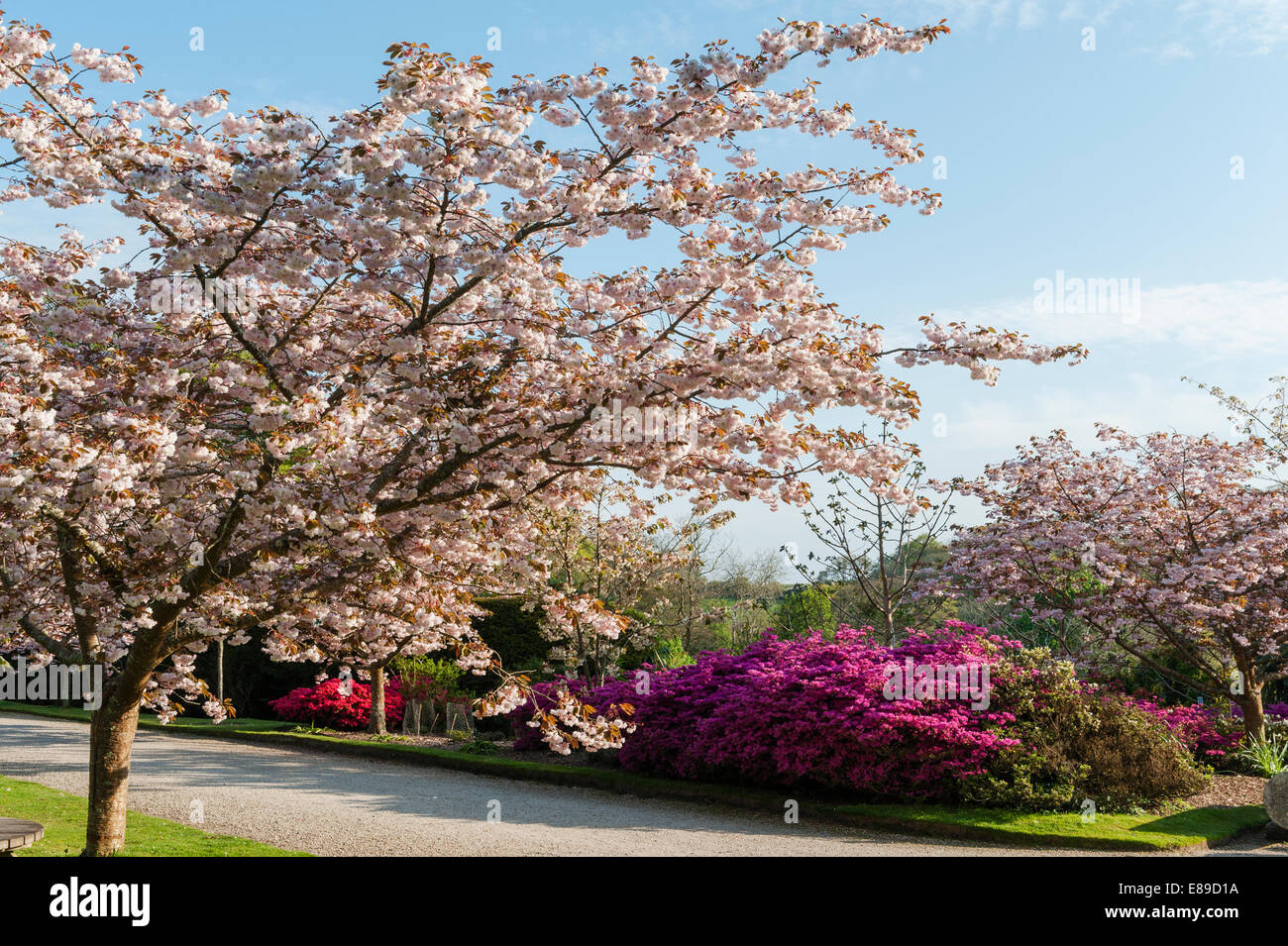 An avenue of cherry trees in full bloom in spring in the once famous ...