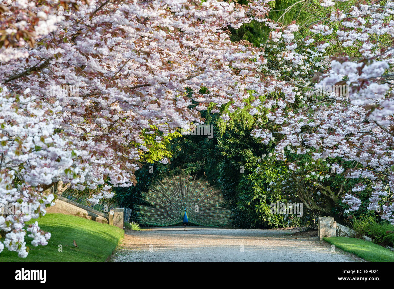 A peacock displaying beneath a flowering cherry tree in springtime in ...