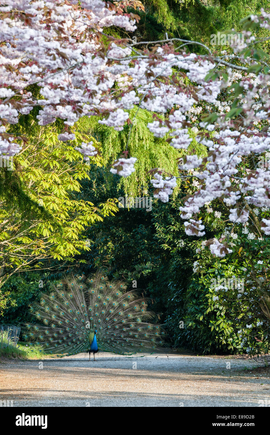 A peacock displaying beneath a flowering cherry tree in springtime in ...