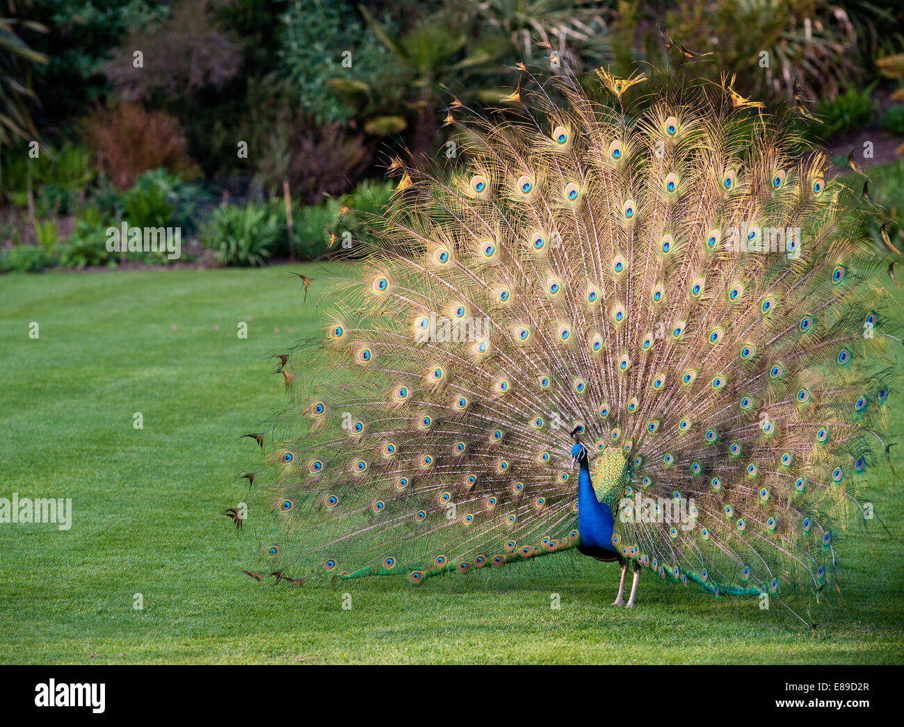 Peacock hi-res stock photography and images - Alamy