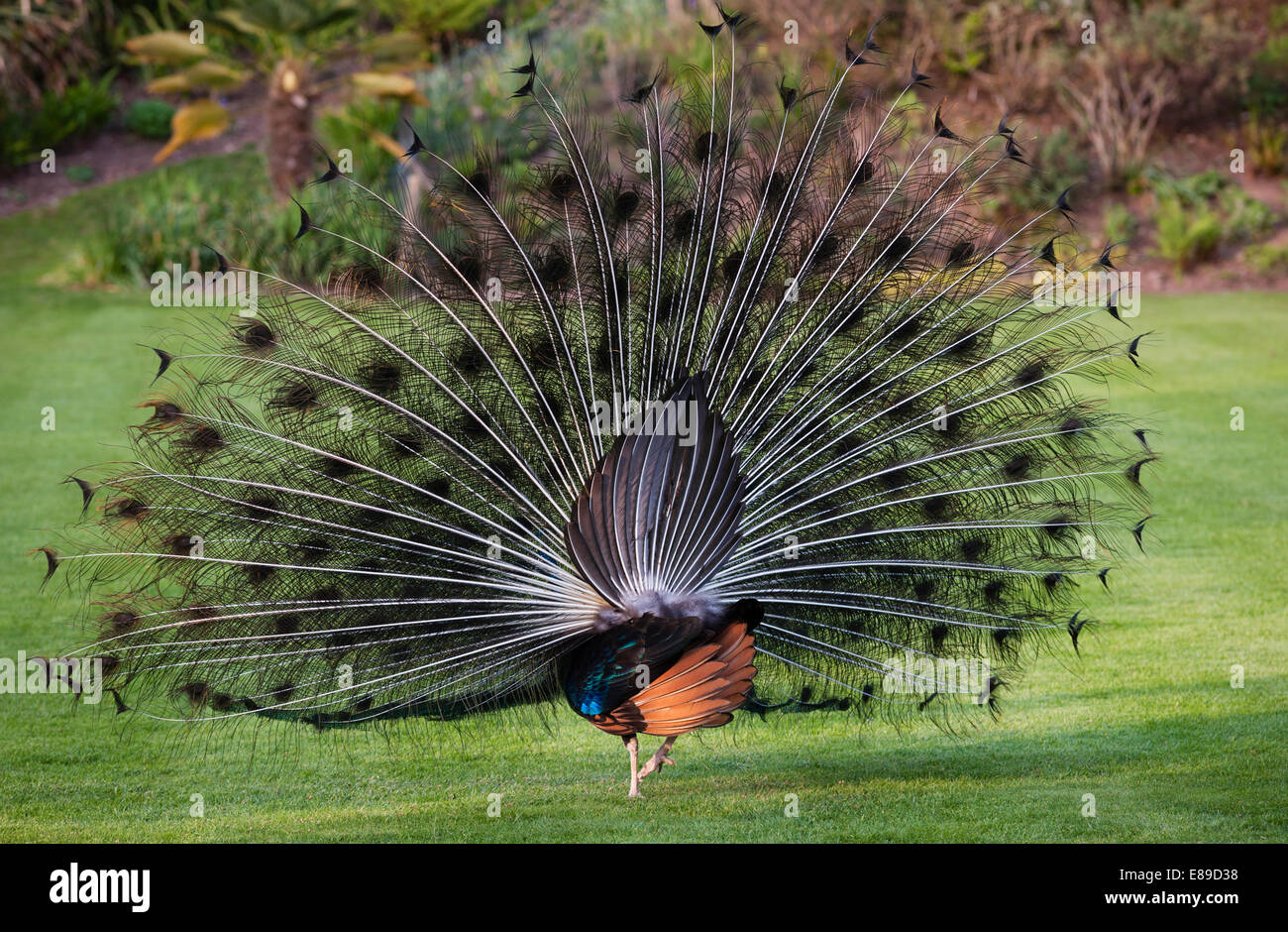 A peacock displaying its spectacular tail feathers during its courtship ...