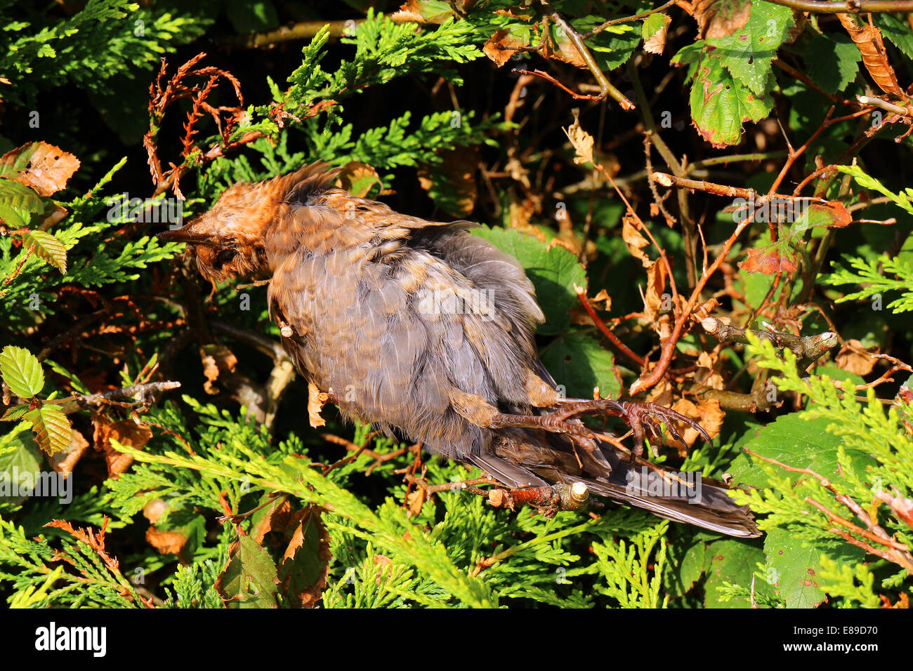 Ceredigion, Wales, UK - A young, dead blackbird hangs in a recently cut ...