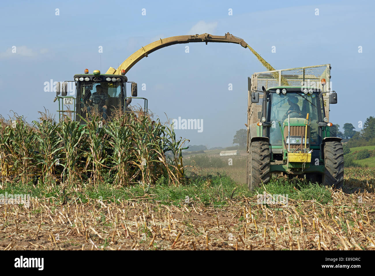Maize harvested for biogas, Butley, Suffolk, UK Stock Photo - Alamy
