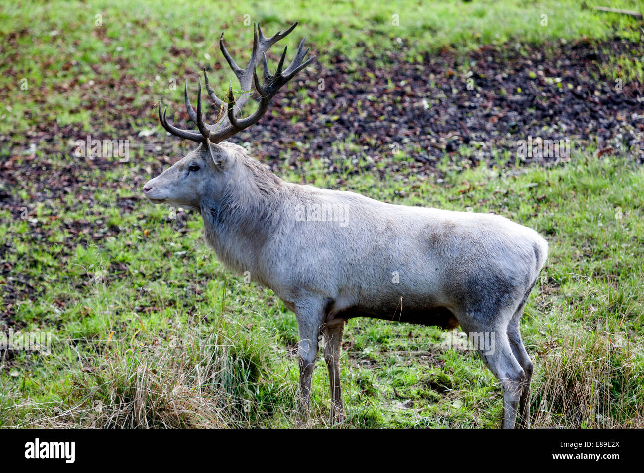 White Red deer Cervus elaphus castle garden, Zleby, Czech Republic ...
