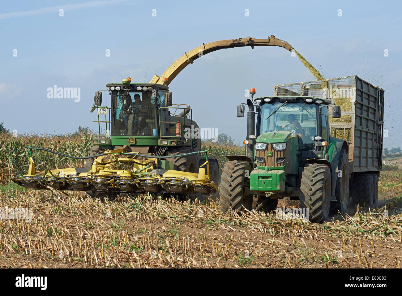 Maize harvested for biogas, Butley, Suffolk, UK Stock Photo - Alamy
