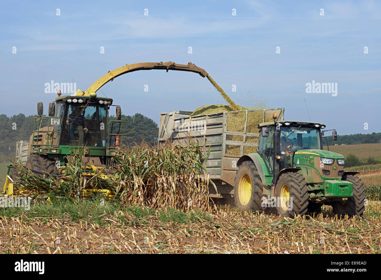 Maize harvested for biogas, Butley, Suffolk, UK Stock Photo - Alamy