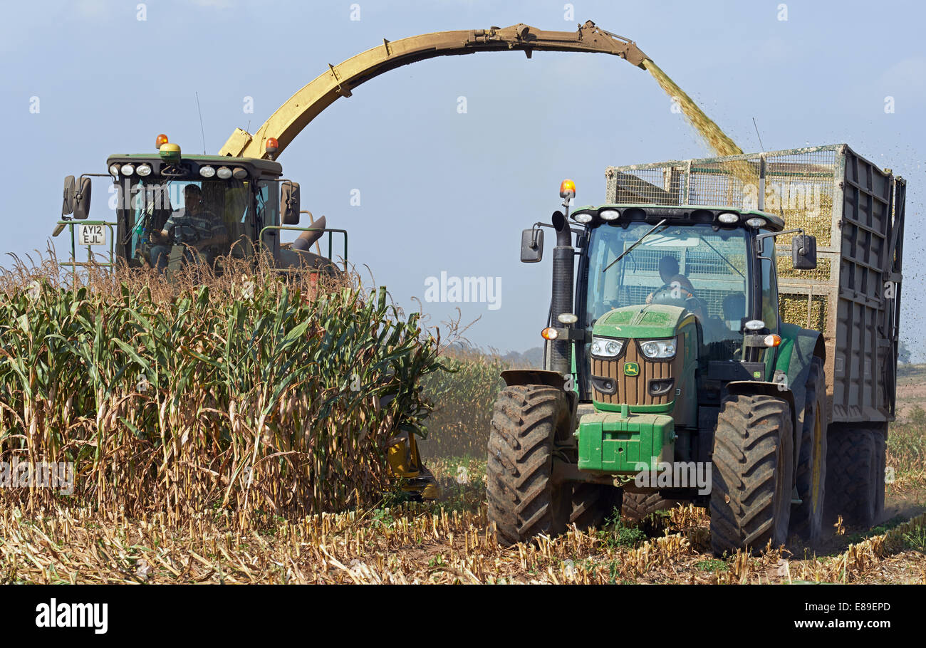 Maize harvested for biogas, Butley, Suffolk, UK Stock Photo - Alamy