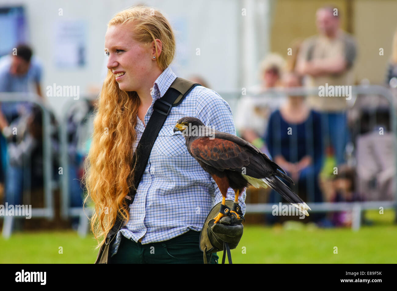 Falconry uk hi-res stock photography and images - Alamy