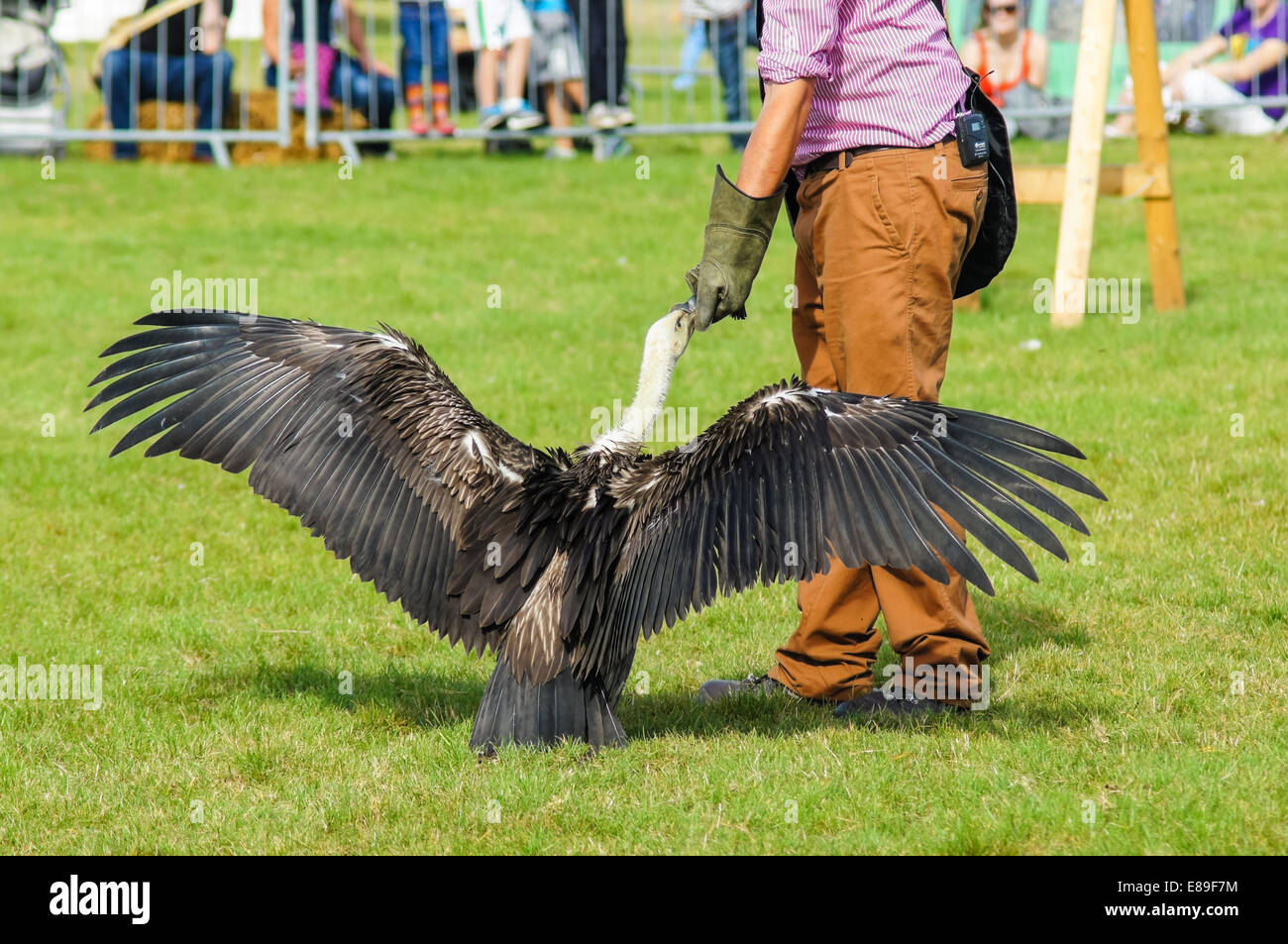 Falconry uk hi-res stock photography and images - Alamy