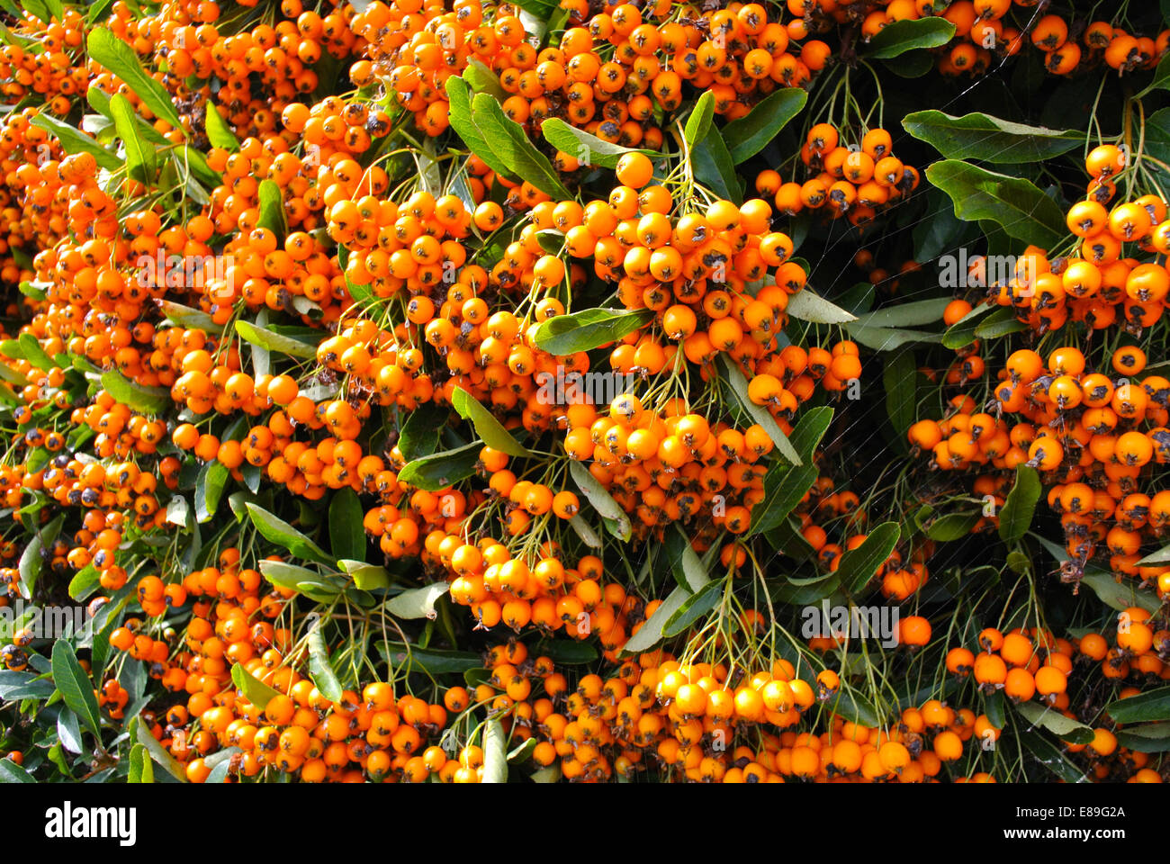 Orange berrys hi-res stock photography and images - Alamy
