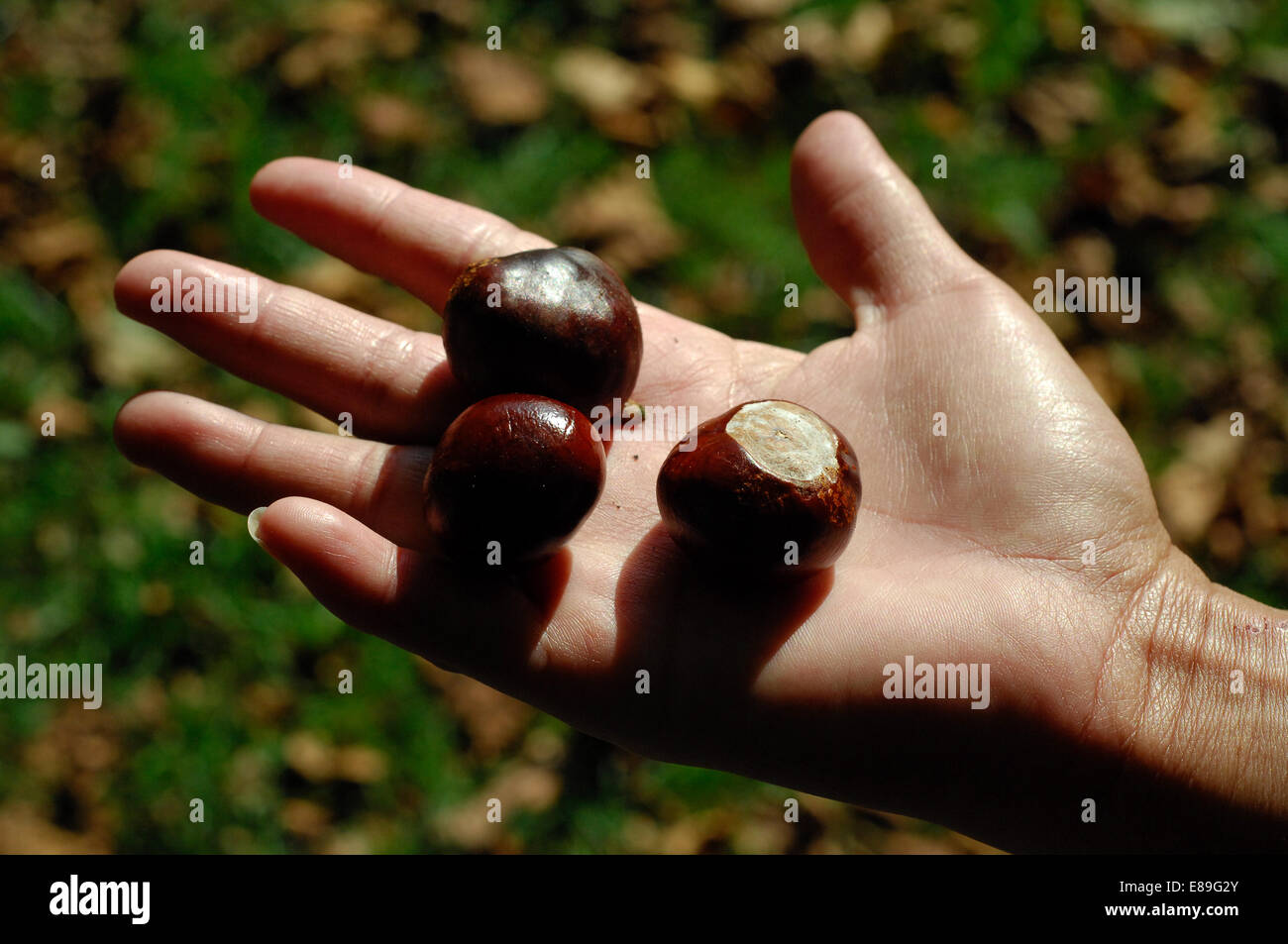 Conkers horse chestnuts hi-res stock photography and images - Alamy