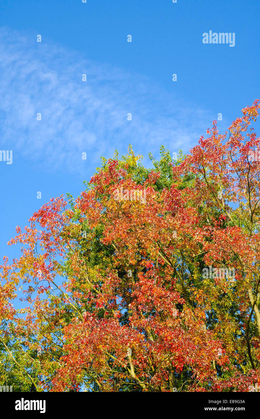 Autumn tree colours Stock Photo - Alamy