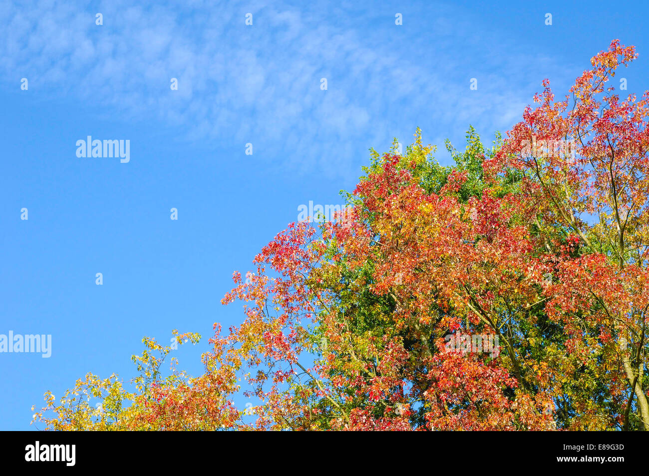 Autumn tree colours Stock Photo - Alamy