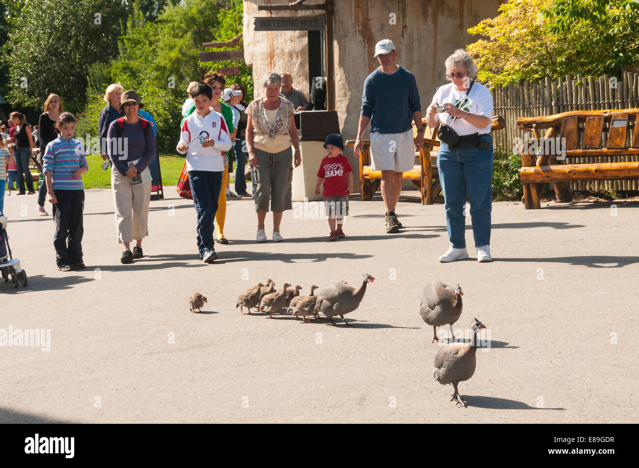 Elk203-6342 Canada, Alberta, Calgary, Calgary Zoo, visitors with birds ...