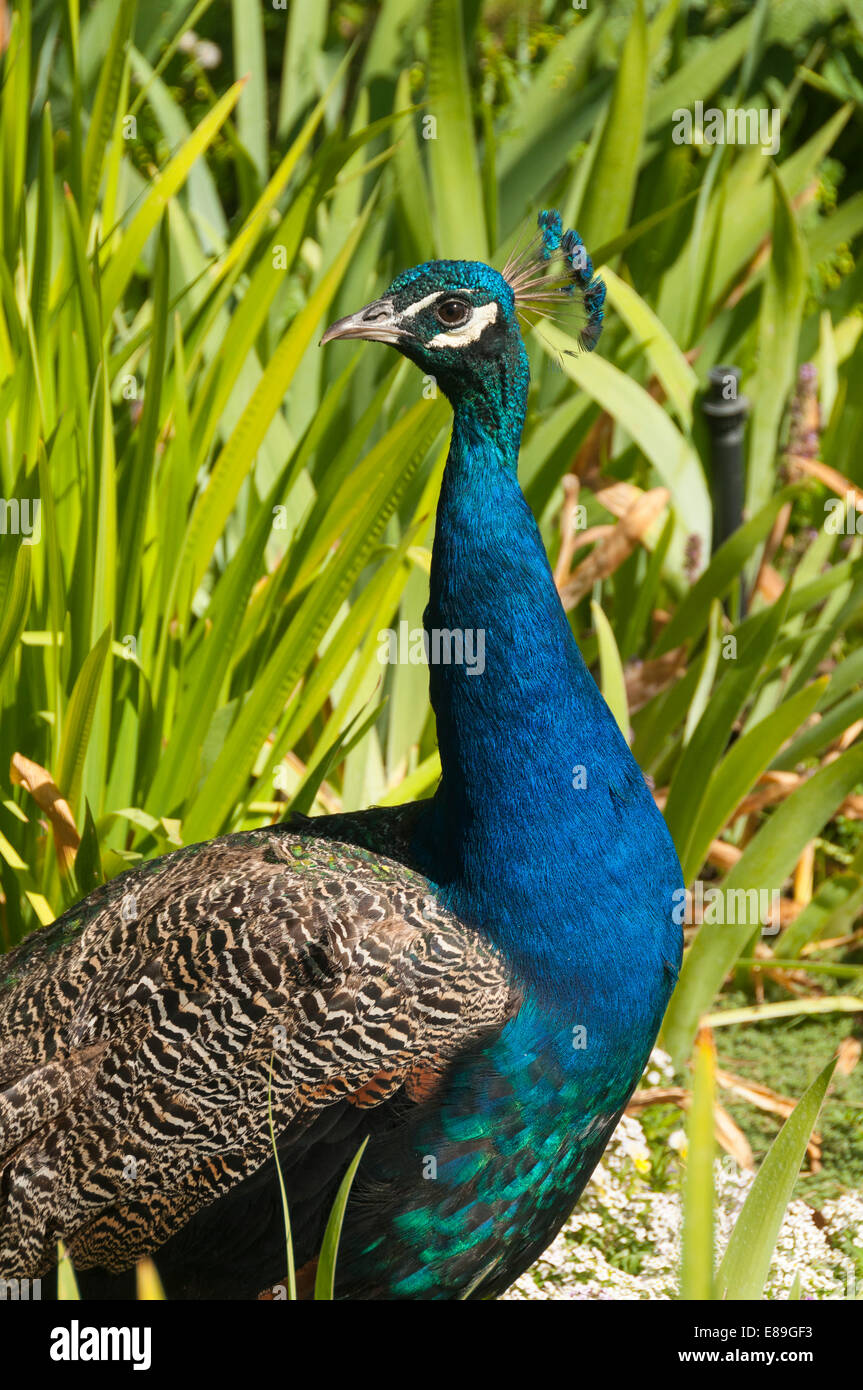 Calgary zoo attraction hi-res stock photography and images - Alamy