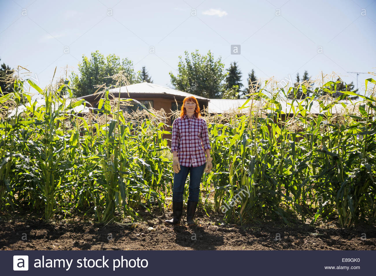 Portrait Of Corn Stock Photos & Portrait Of Corn Stock Images - Alamy