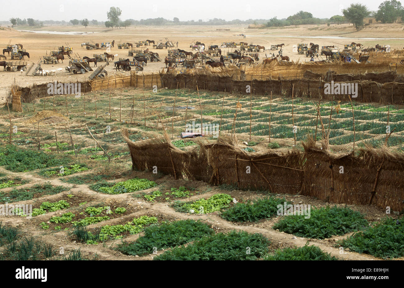 Vegetable gardens and market carts near the River Bani in Djenne, Mali ...