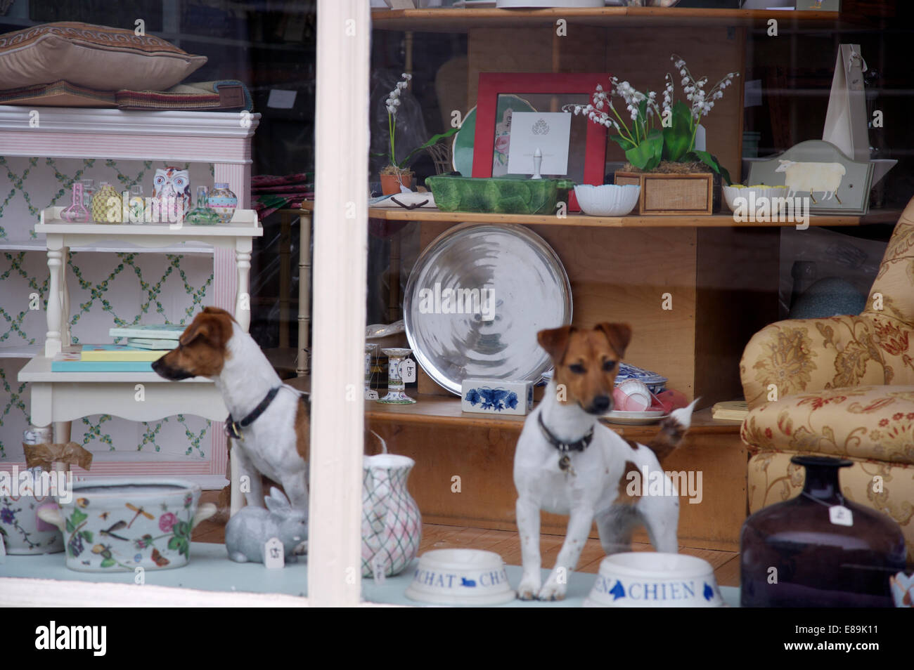 2 Jakc Russell" dogs in shop window Stock Photo - Alamy