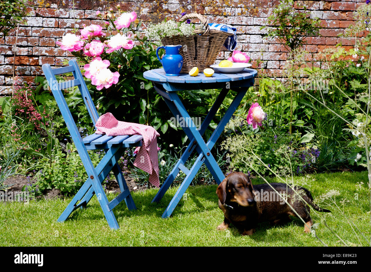 Dachshund on grass below blue painted table with matching chair in ...