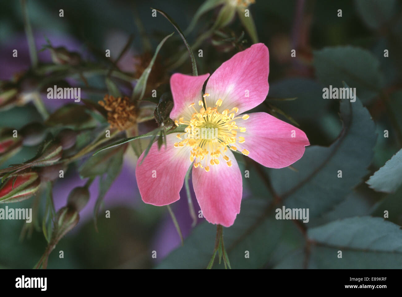 Rosa hr hi-res stock photography and images - Alamy