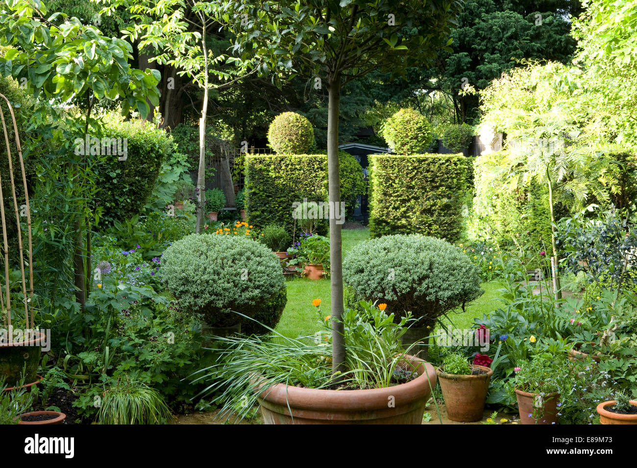 Clipped shrubs and a bay tree in terracotta pots in summer garden with ...