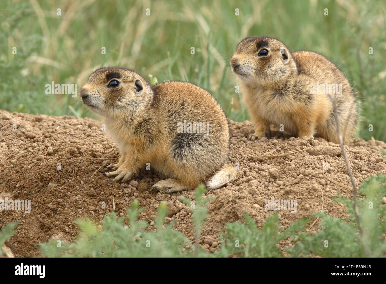 Twin Prairie Dog babies outside of their den Stock Photo - Alamy