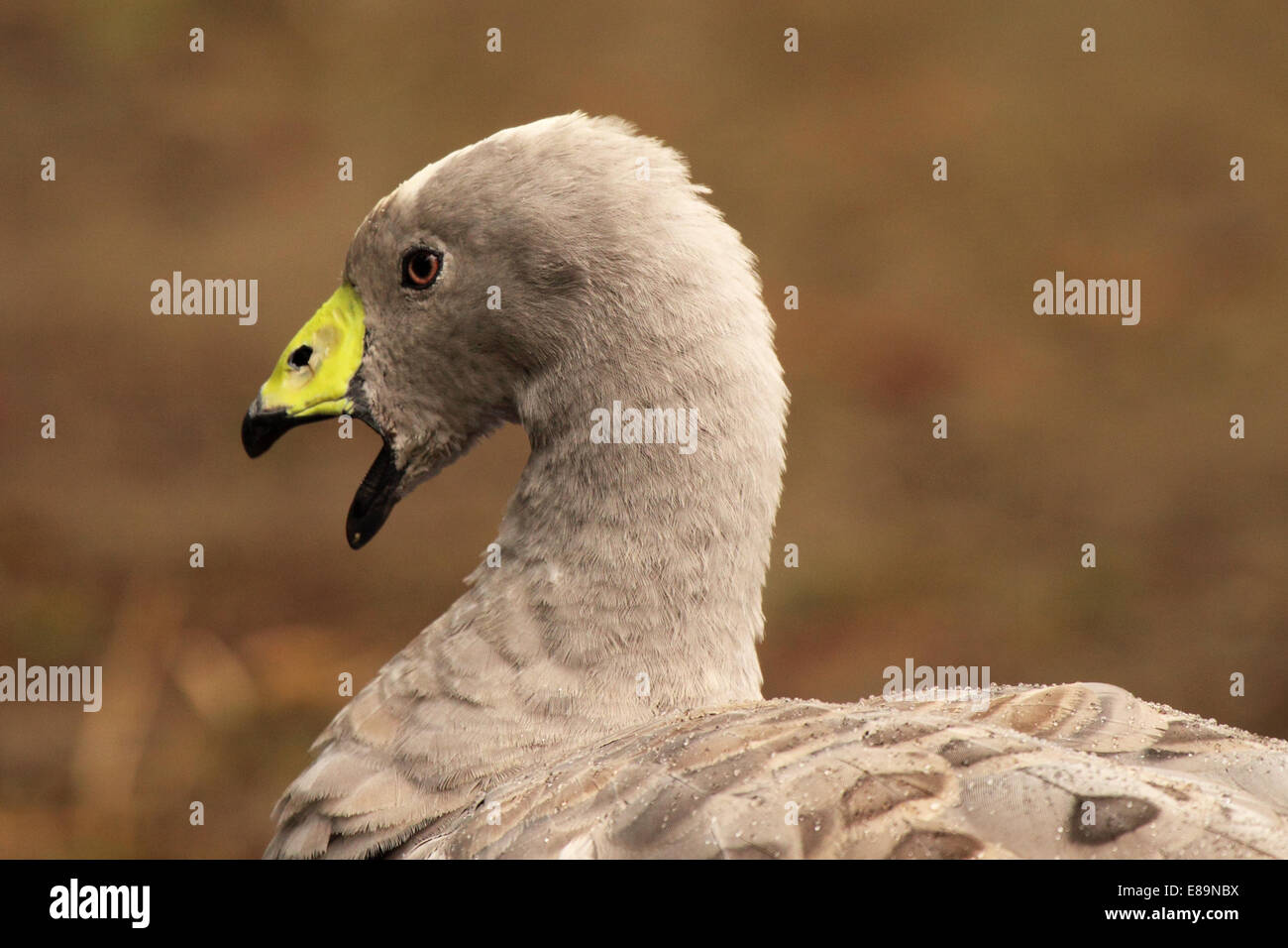 Cape Barren Goose calling Stock Photo - Alamy