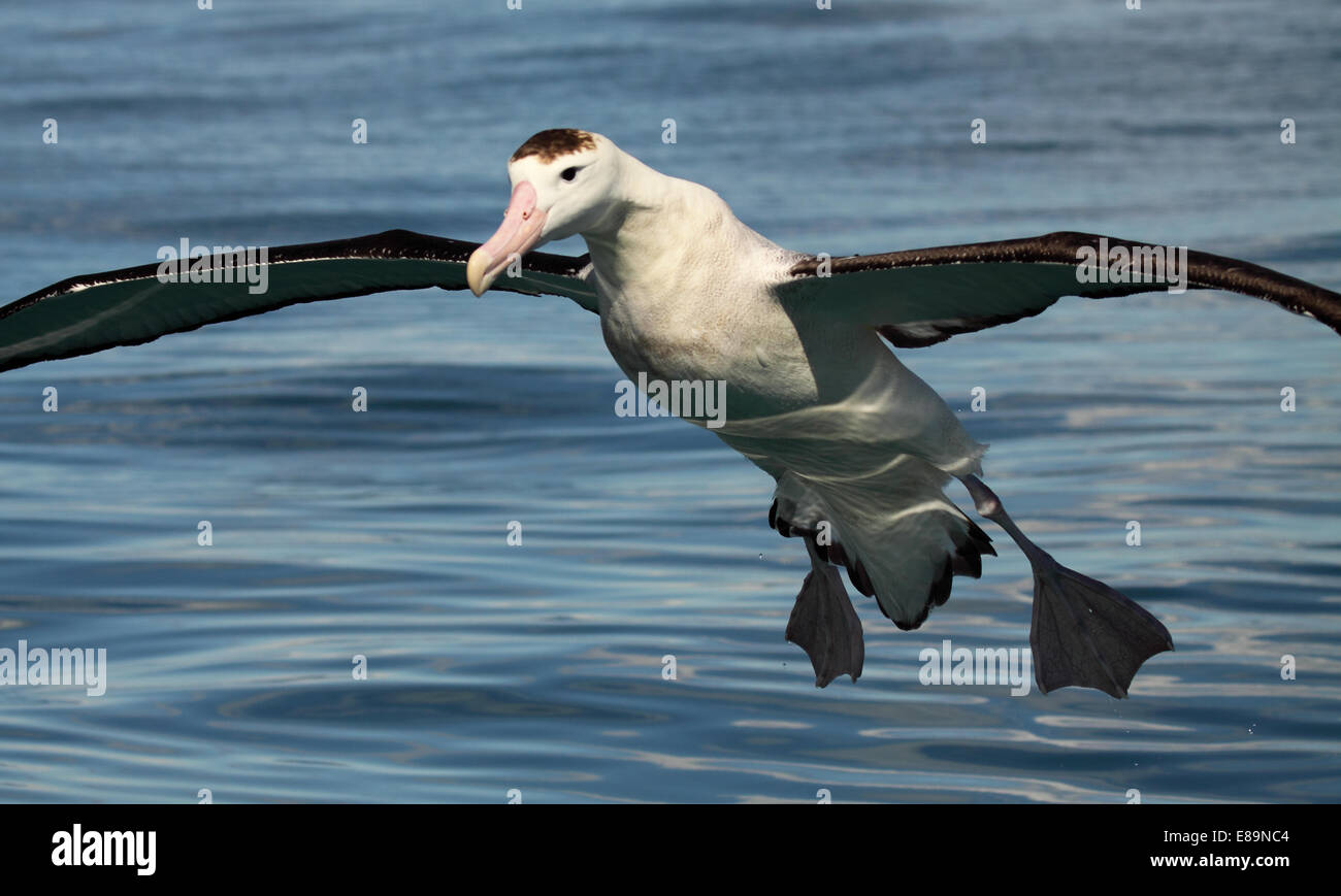 Albatross landing hi-res stock photography and images - Alamy