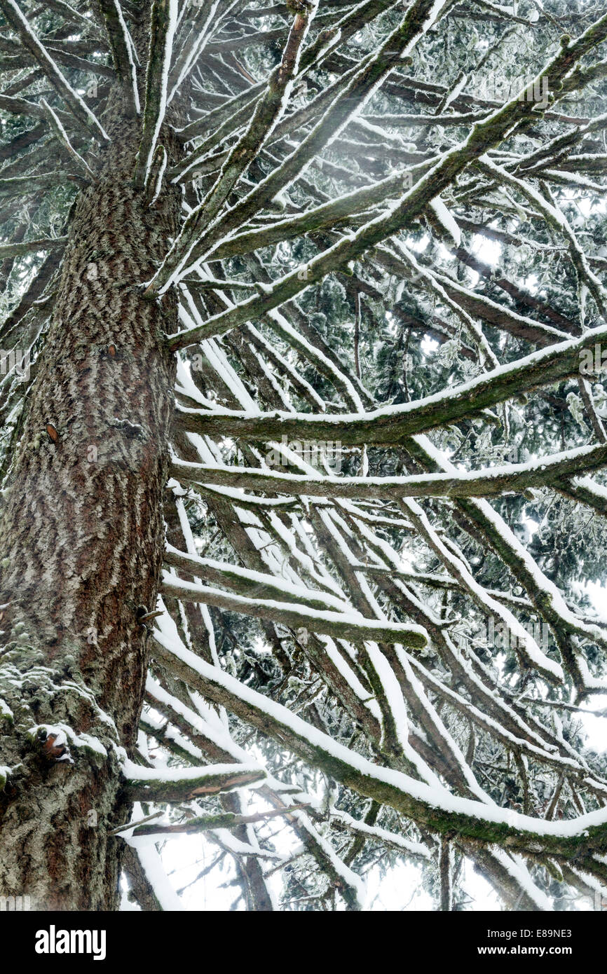 View looking up tree hi-res stock photography and images - Alamy