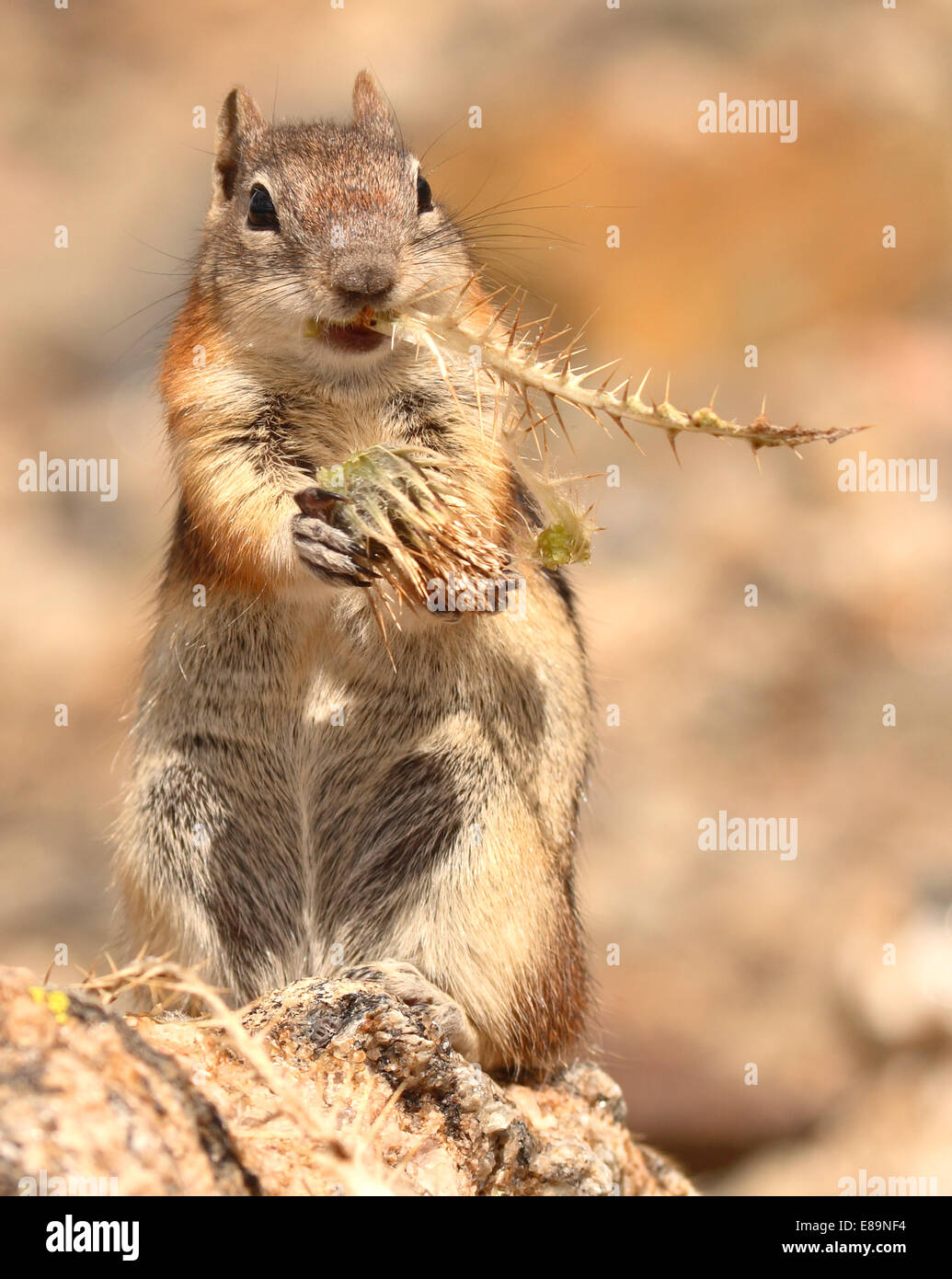 A Golden-mantled Ground Squirrel with a prickly bite Stock Photo - Alamy