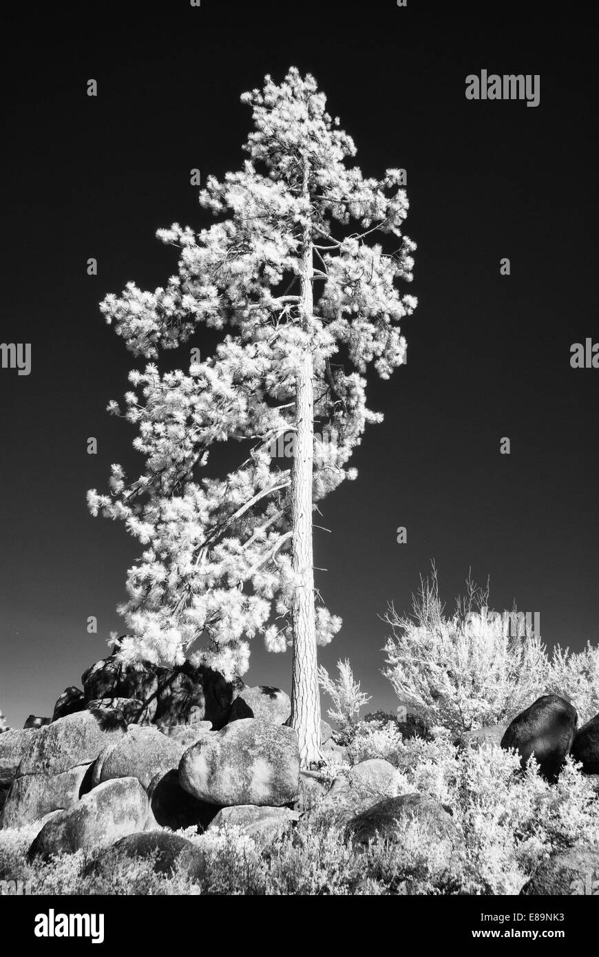 Infrared tree hi-res stock photography and images - Alamy