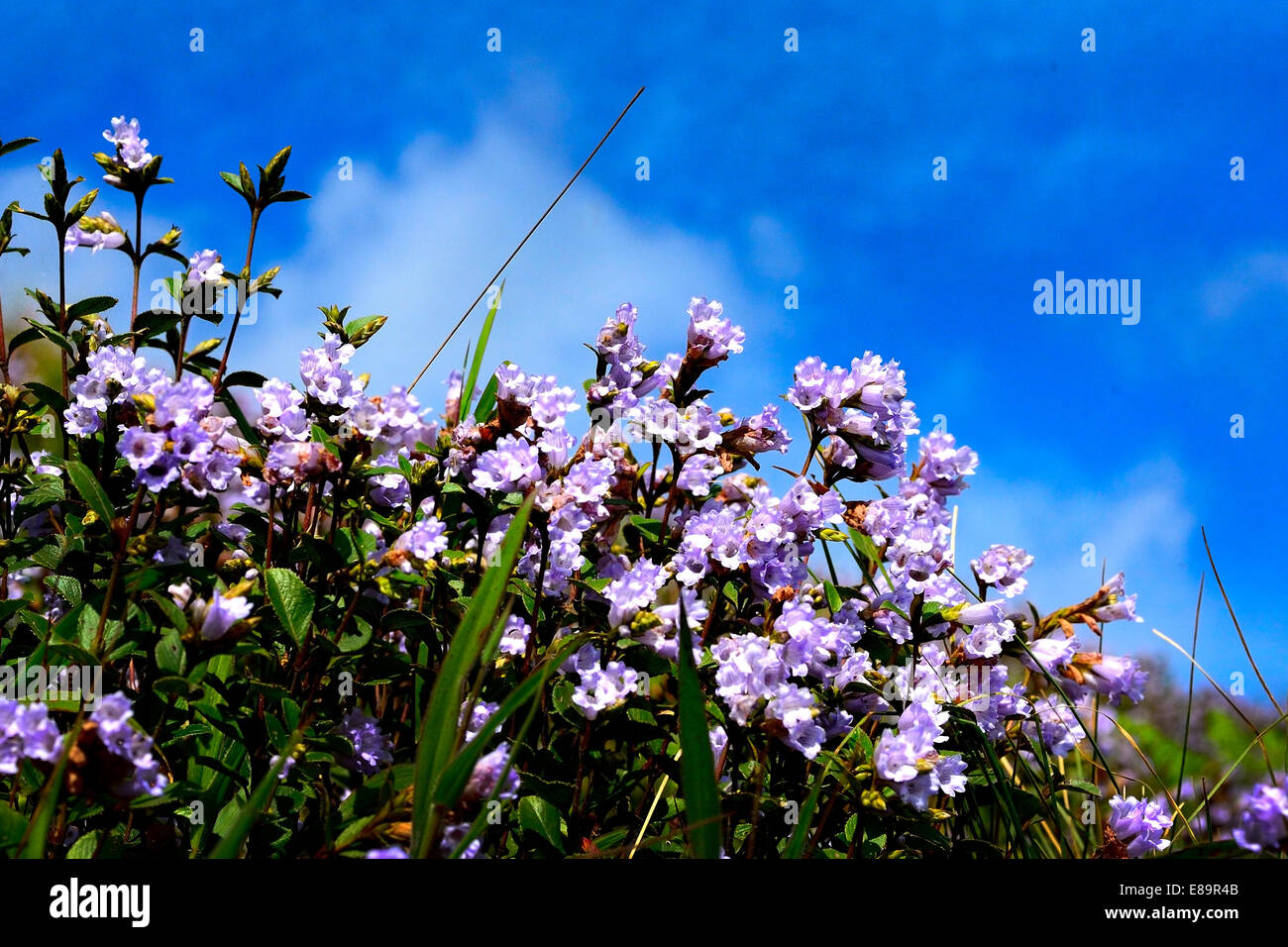 Strobilanthes kunthiana hi-res stock photography and images - Alamy
