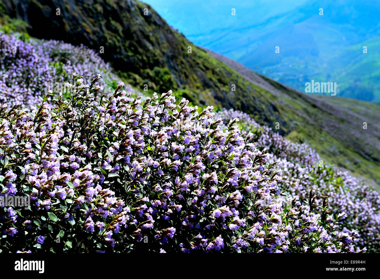 Strobilanthes kunthiana hi-res stock photography and images - Alamy